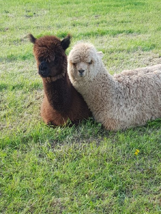 Over ons :: Alpacas Evensveld